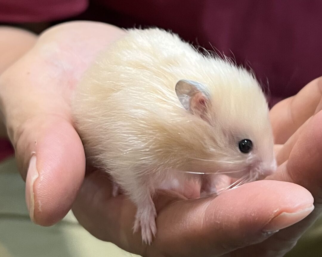 超可愛い ゴールデンハムスターベビー キンクマサテンロング 超可愛い ゴールデンハムスターベビー キンクマサテンロング